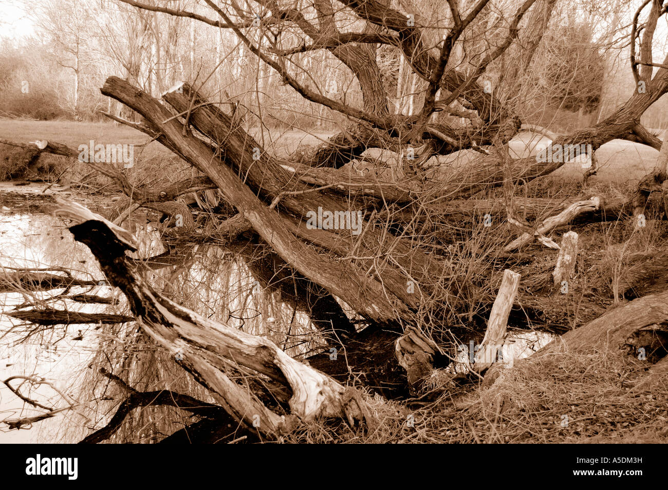 Fallen trees at a pond after a storm Stock Photo - Alamy