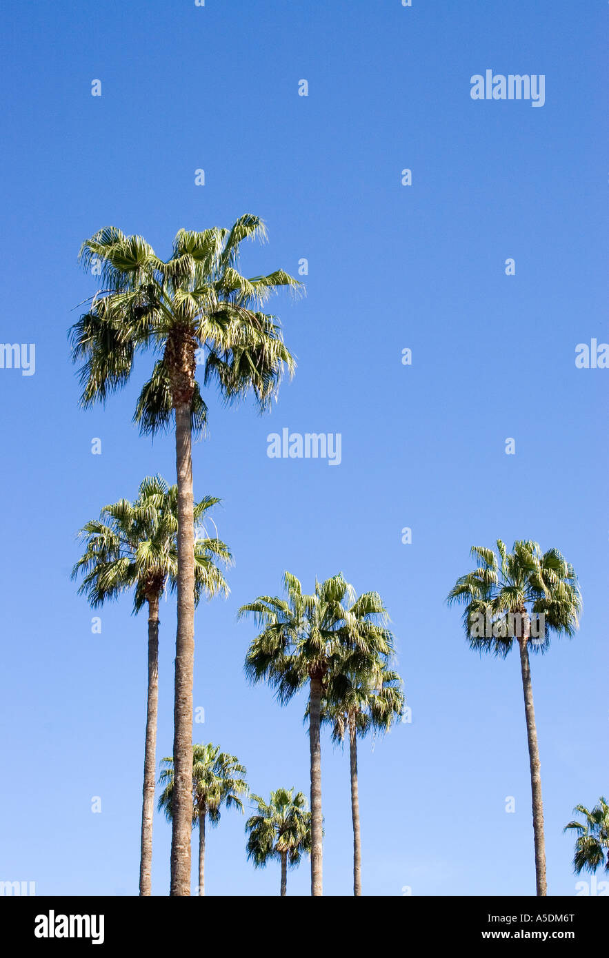 Palm trees, Marrakech, Morocco Stock Photo - Alamy