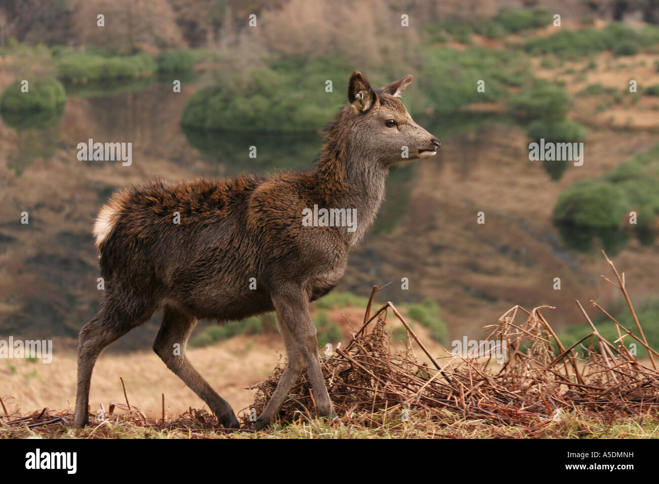 Female red deer hi-res stock photography and images - Alamy