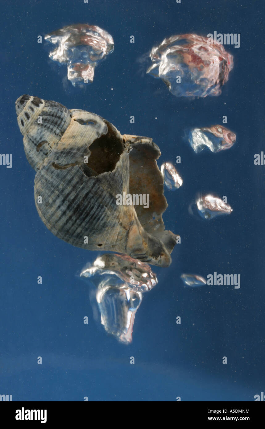 Blue shell floating in water surrounded by bubbles Stock Photo - Alamy