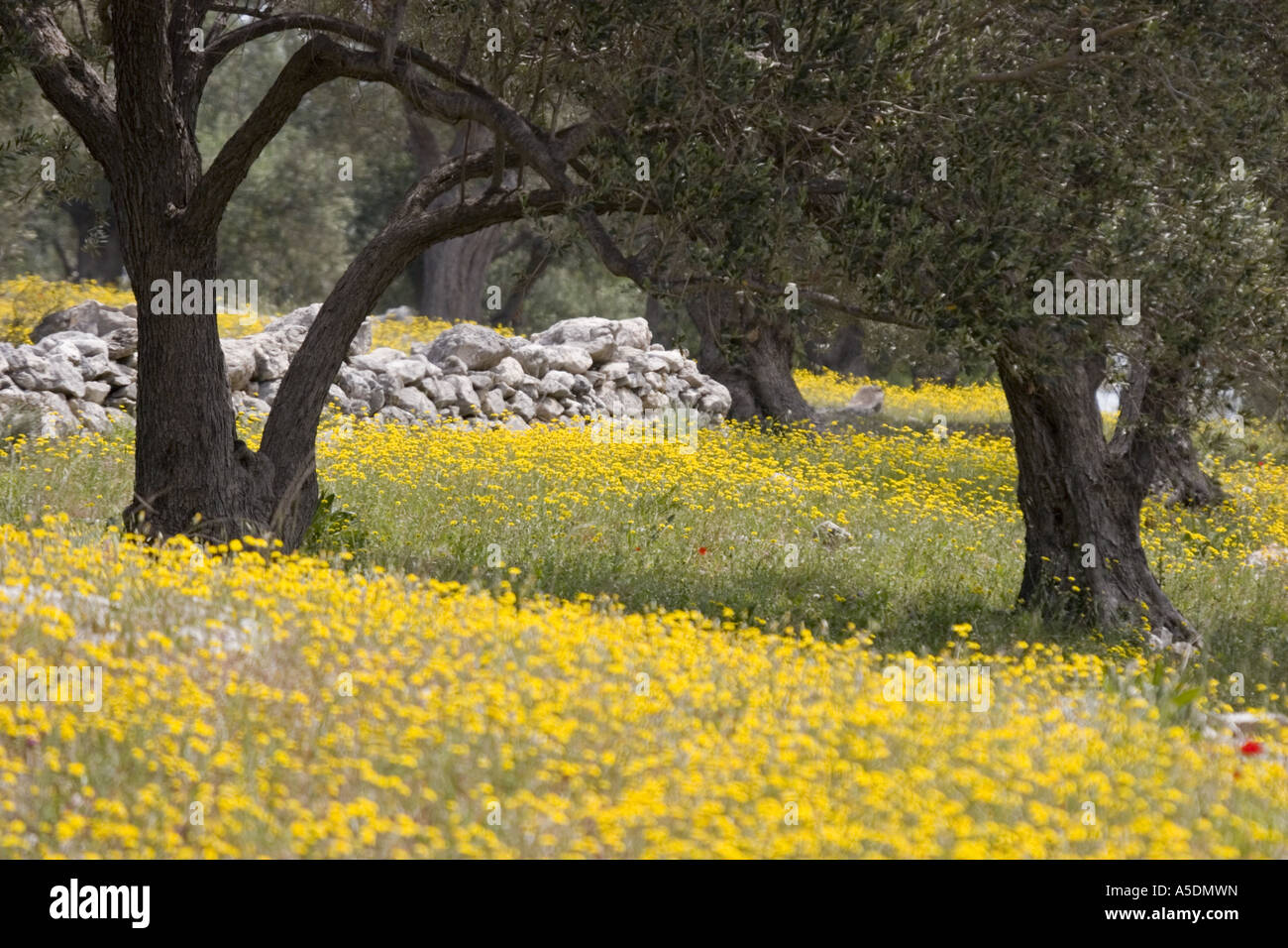 Flower samos island greece hi-res stock photography and images - Alamy