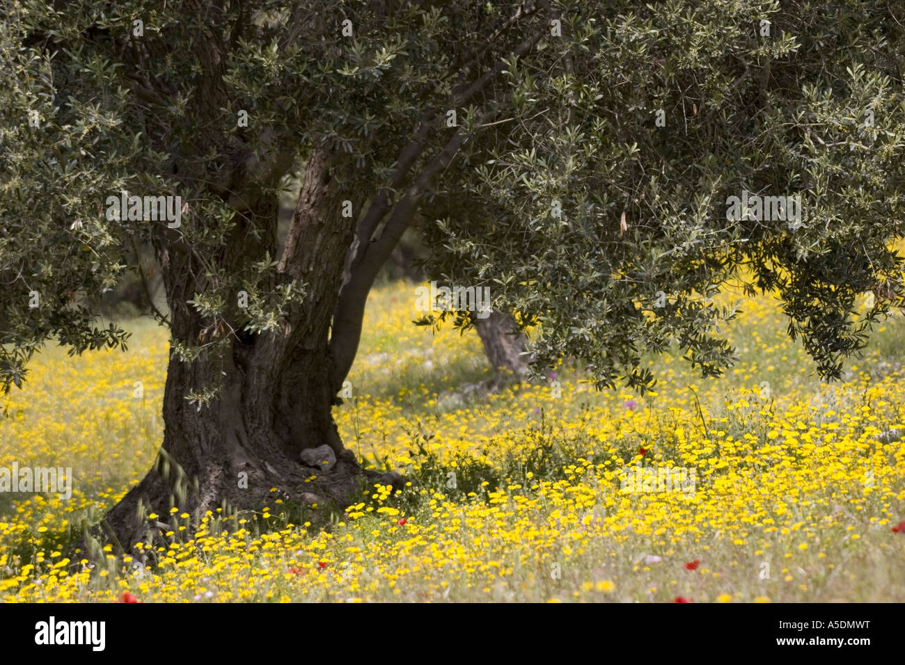 Meadow with yellow flowers and olive tree on the greek island Samos ...