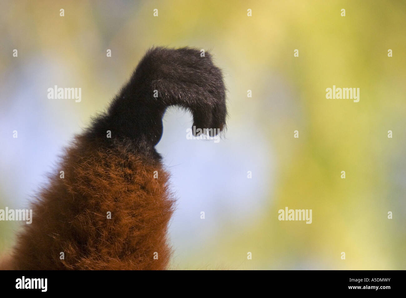 Monkeys hand reaching out Stock Photo - Alamy