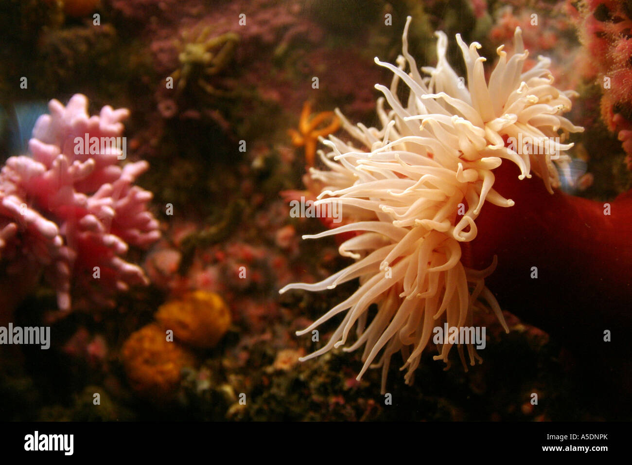 Two sea anemones hi-res stock photography and images - Alamy