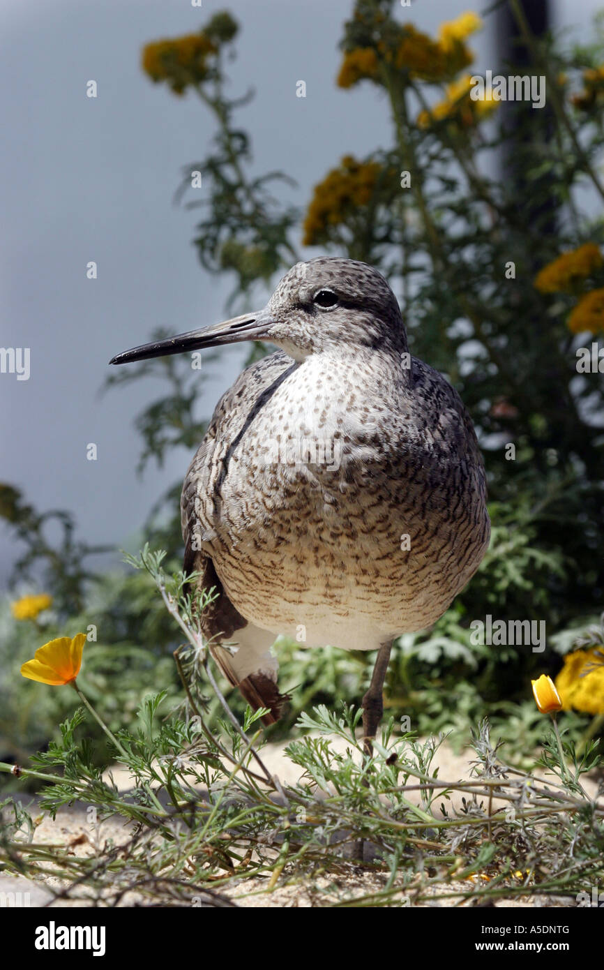 Scolopacid hi-res stock photography and images - Alamy