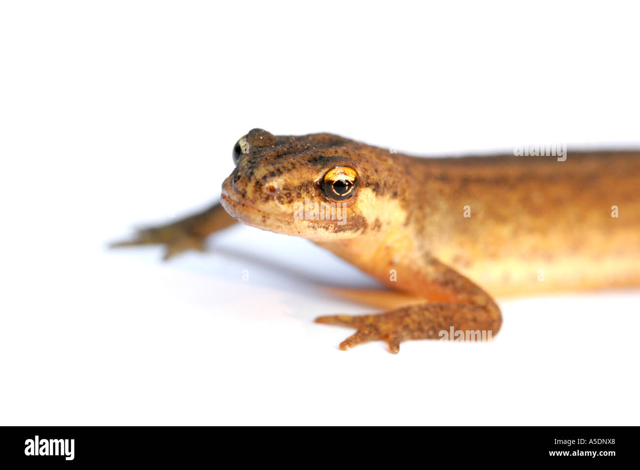 Female Common newt, Triturus vulgaris, on white background Stock Photo ...