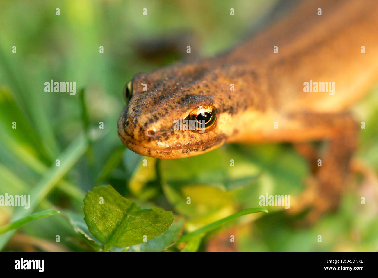 Female Common newt, Triturus vulgaris, on garden lawn Stock Photo - Alamy