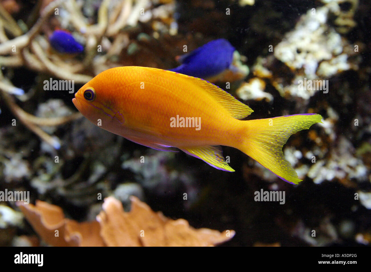 yellow anthias in an aquarium Stock Photo - Alamy