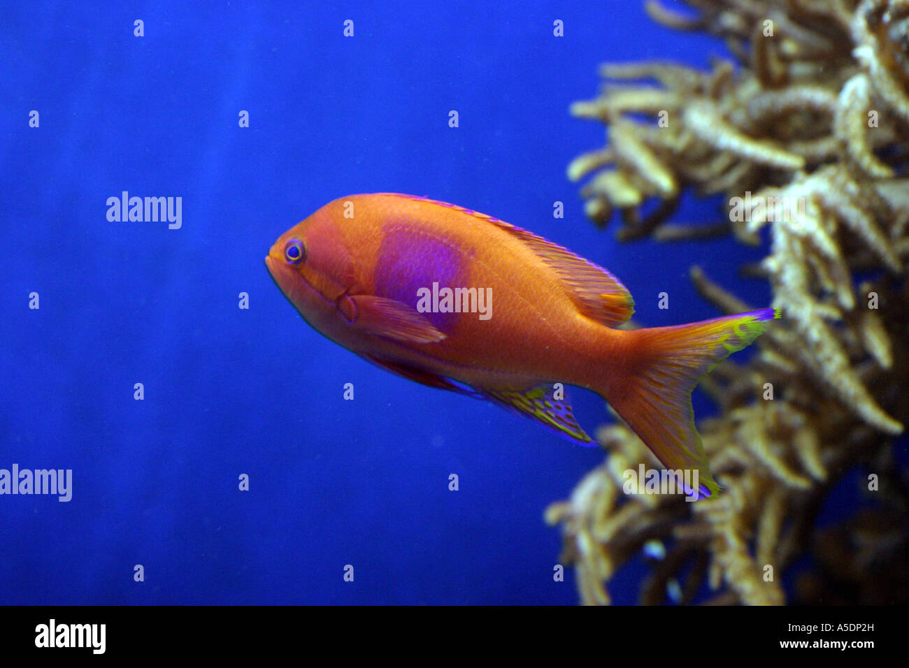Orange tropical fish in an aquarium Stock Photo - Alamy