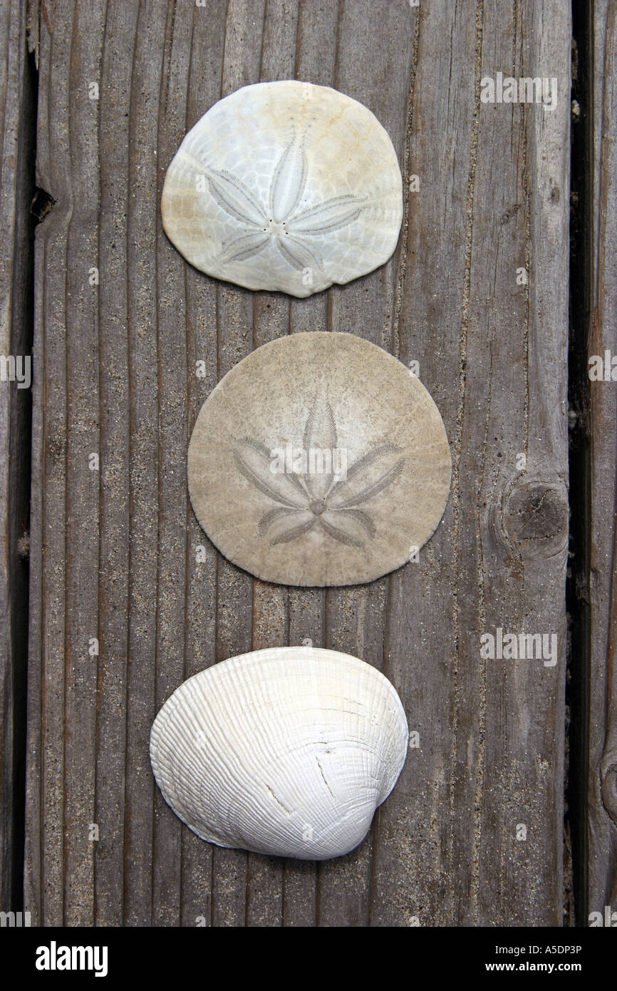 Sand dollars hi-res stock photography and images - Alamy