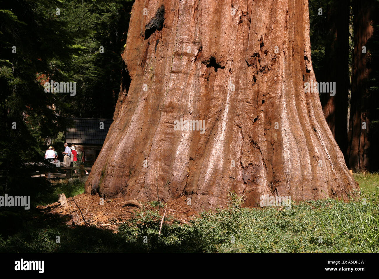 The base of a giant redwood tree, Mariposa Grove, Yosemite, California ...