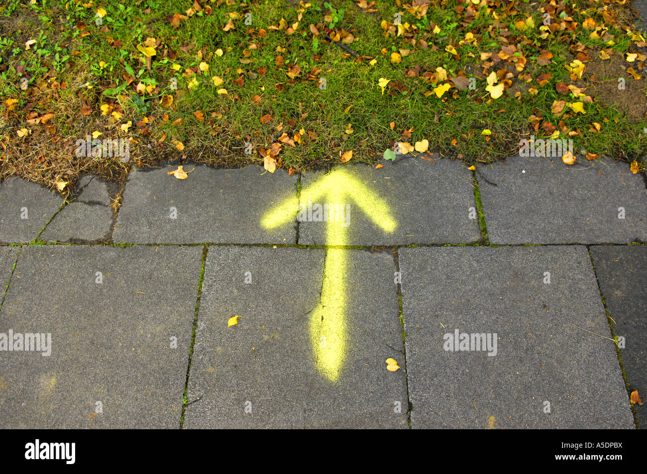yellow arrow direction concept journey pavement sidewalk nature grass ...
