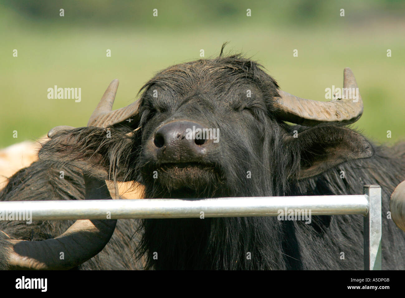 Water buffalo at Rye Meads nature reserve Stock Photo - Alamy