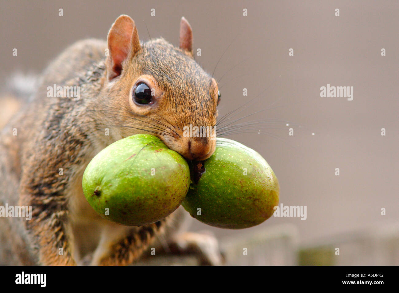 Squirrel Storing Food Stock Photos & Squirrel Storing Food Stock Images ...
