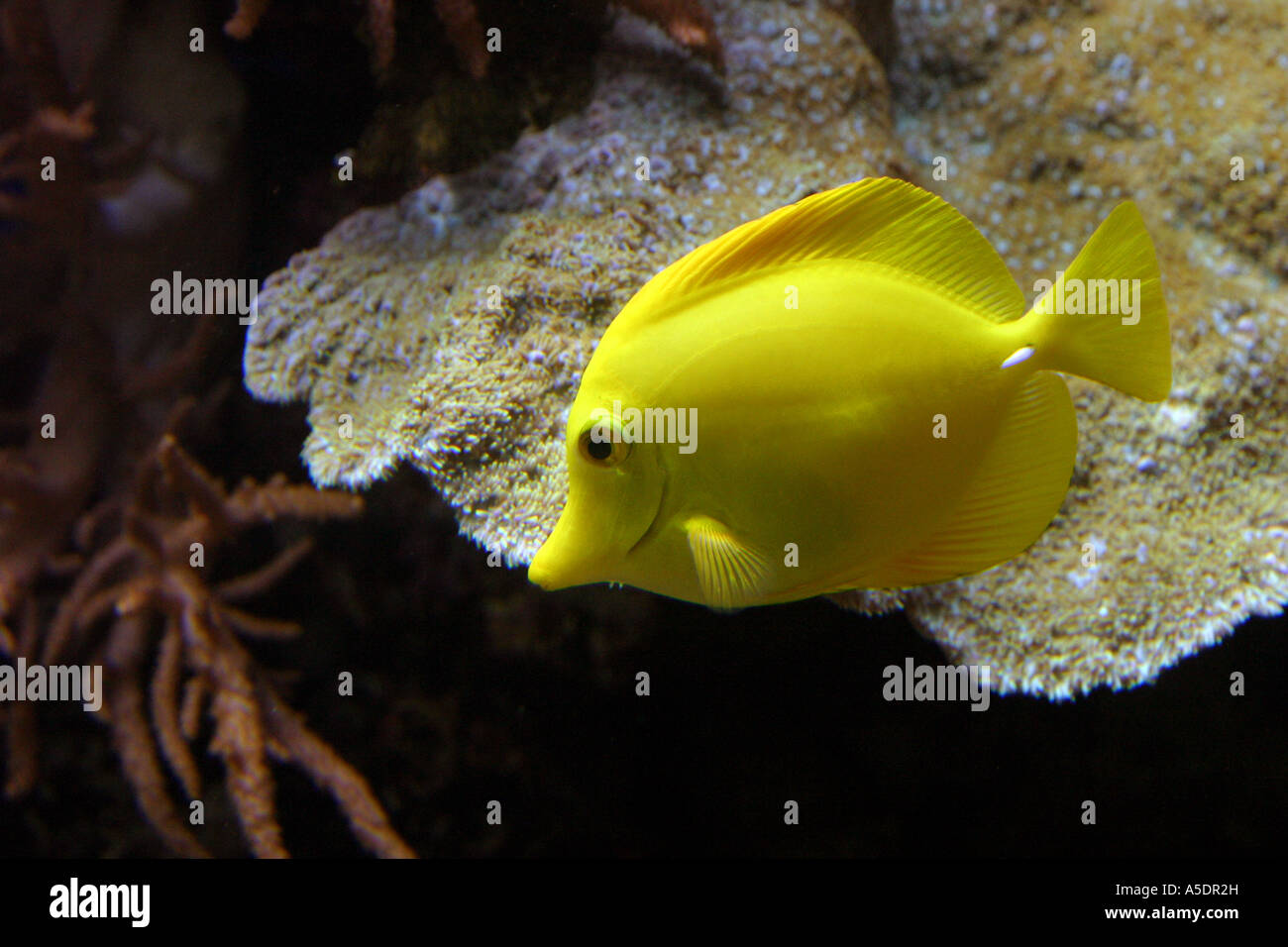 Fish yellow tang Stock Photo - Alamy