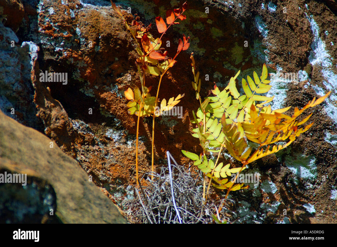 Flowerless hi-res stock photography and images - Alamy