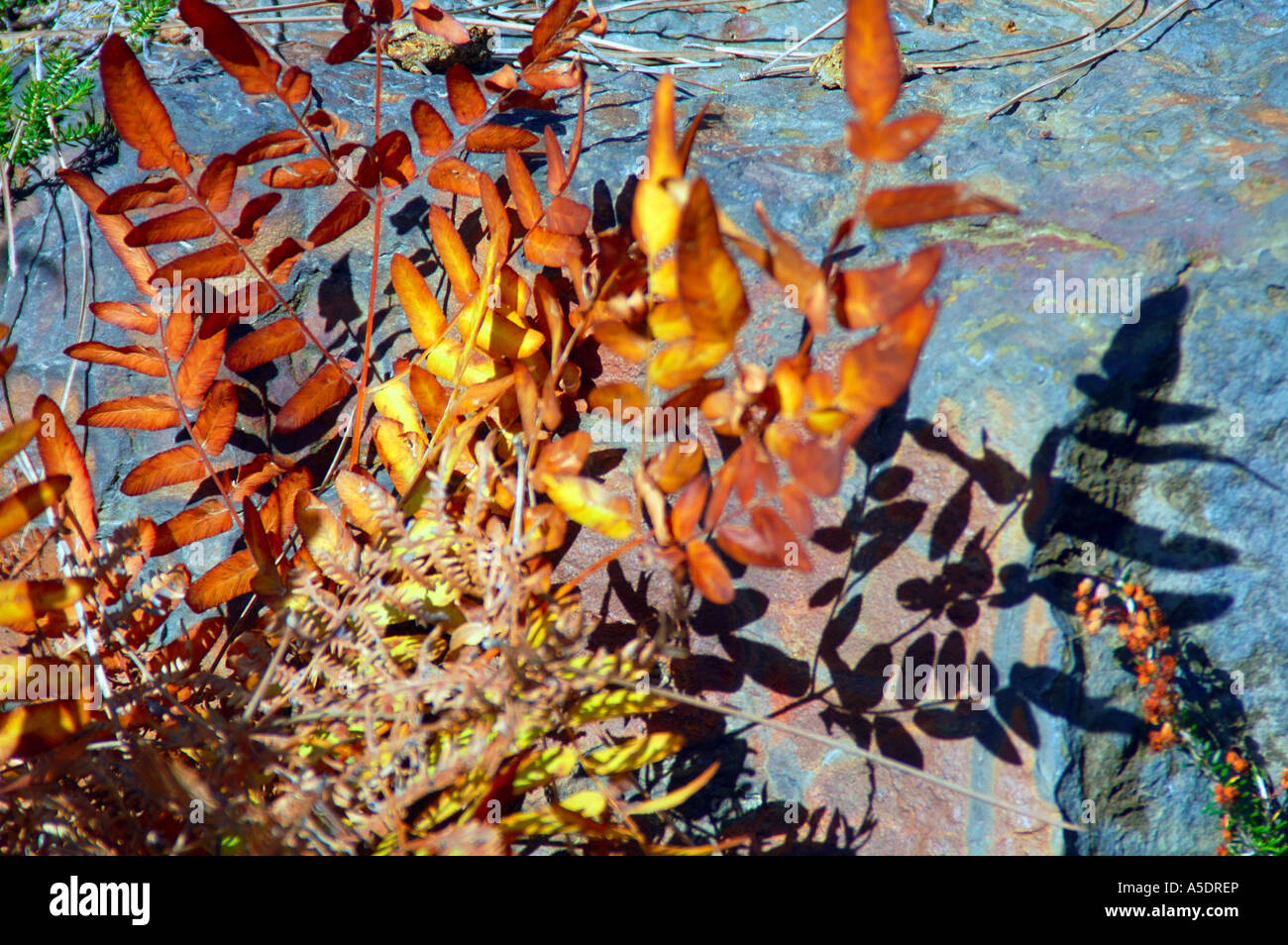 Flowerless plant hi-res stock photography and images - Alamy