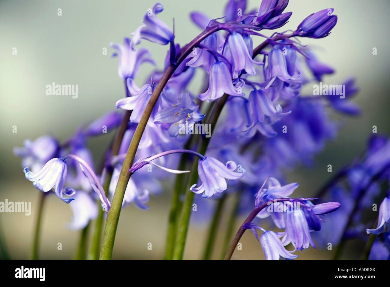 Familiar blue bells hi-res stock photography and images - Alamy