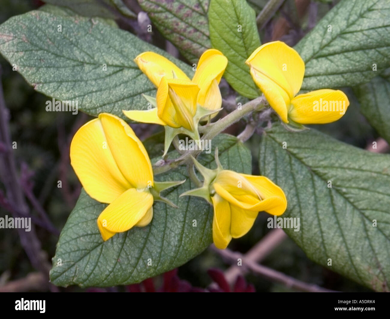 Rounded yellow petals hi-res stock photography and images - Alamy
