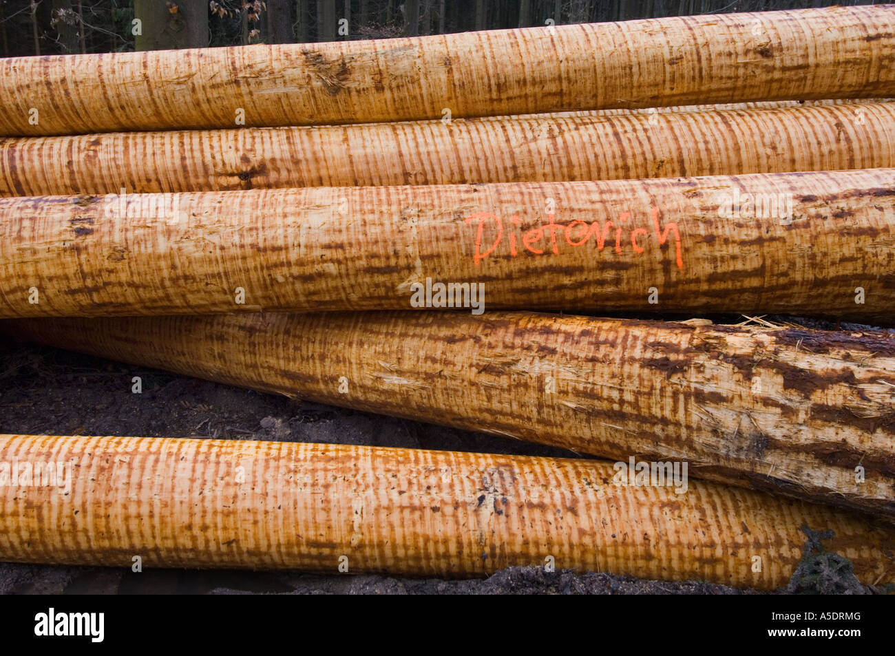 fresh cut wood tree forest silviculture snag stump stub Stock Photo - Alamy