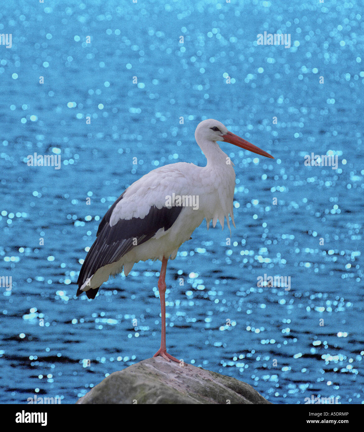 Standing on one leg stork hi-res stock photography and images - Alamy