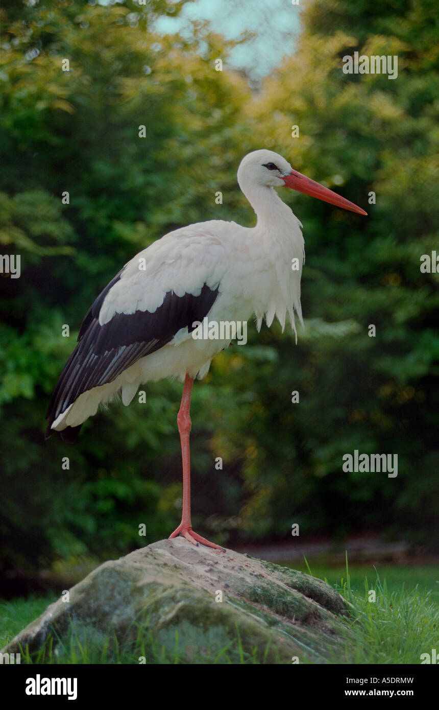 A stork standing on a rock Stock Photo - Alamy