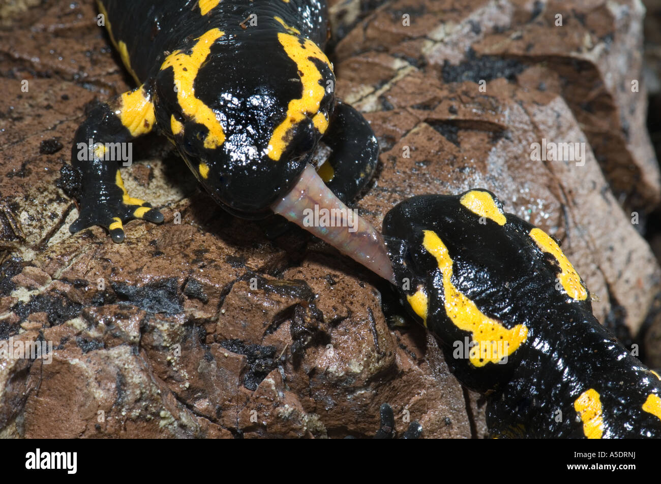two 2 firesalamander fire salamander pulling at one worm Salamandra ...