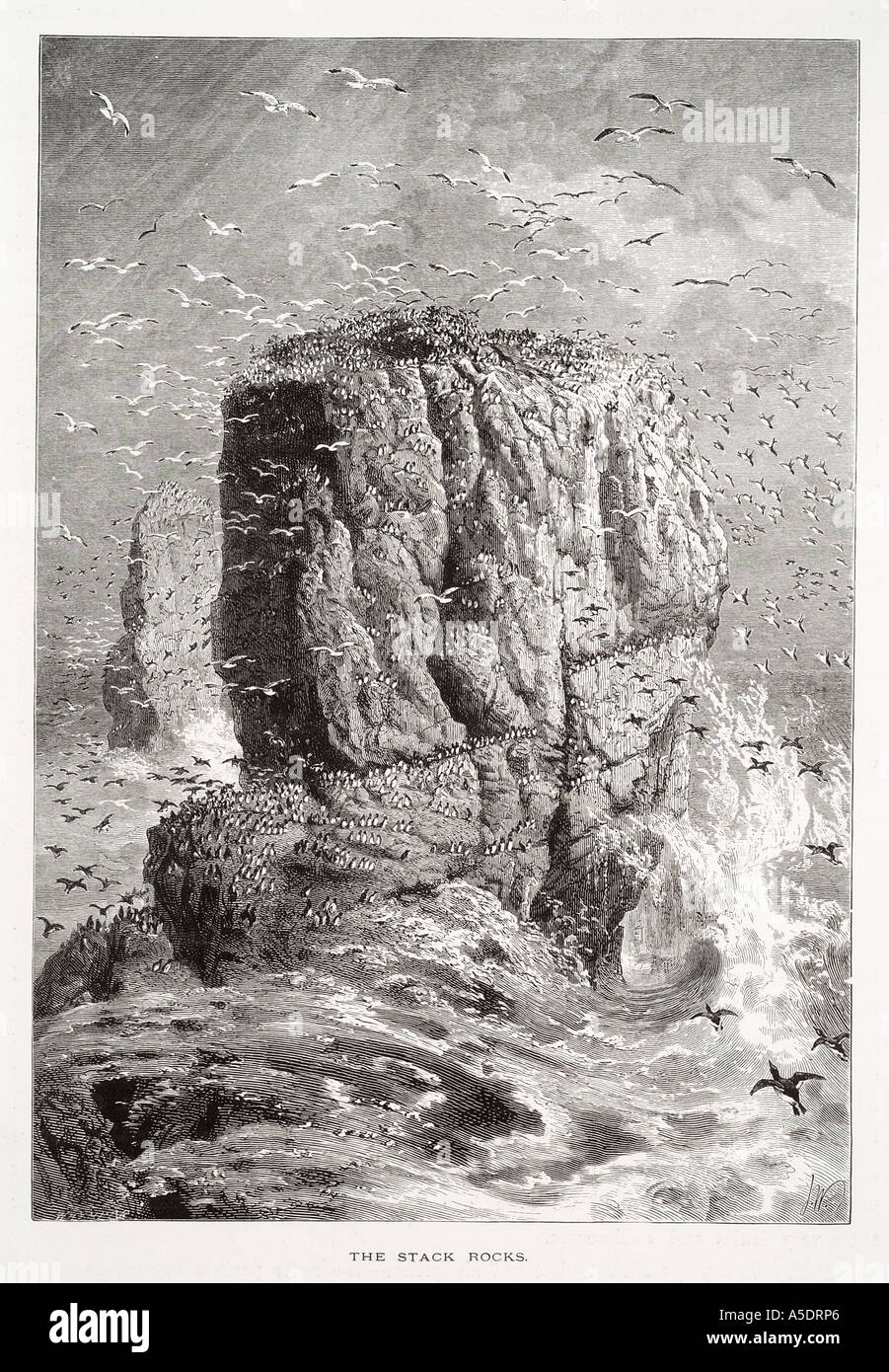 stack rock Castlemartin West Elugug puffin bird flock roost nest colony ...