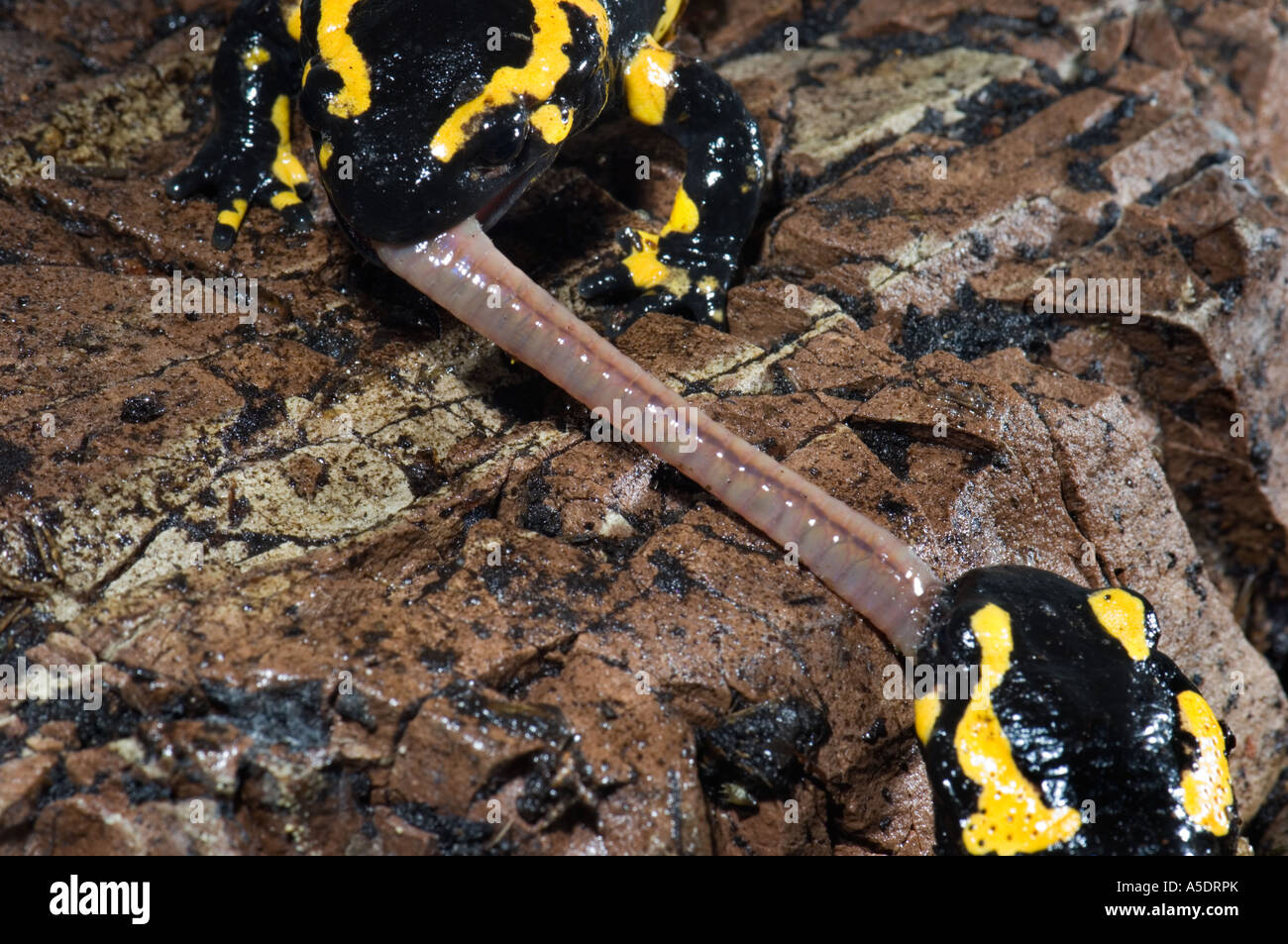 two 2 firesalamander fire salamander pulling at one worm Salamandra ...
