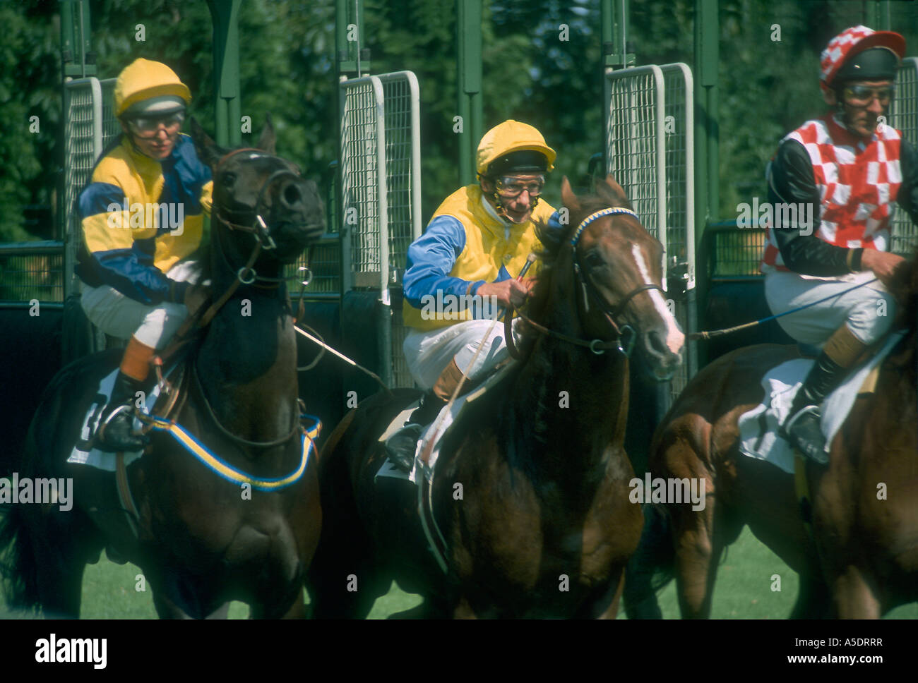 Horse leaving the starting boxes Stock Photo - Alamy