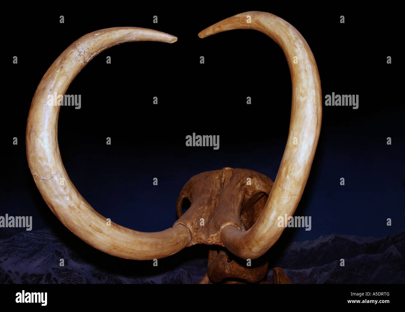 Mammoth fossil hi-res stock photography and images - Alamy
