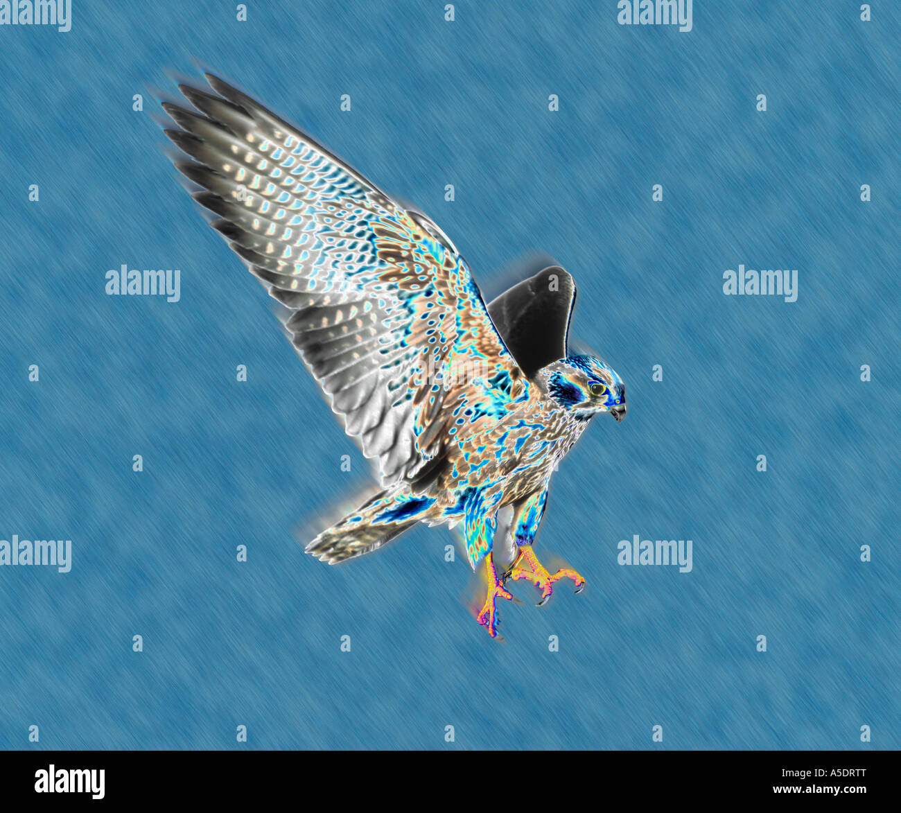 Peregrine falcon bird of prey attacking Stock Photo - Alamy