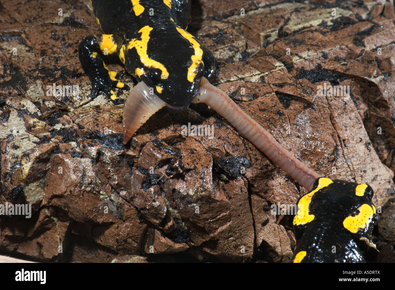two 2 firesalamander fire salamander pulling at one worm Salamandra ...
