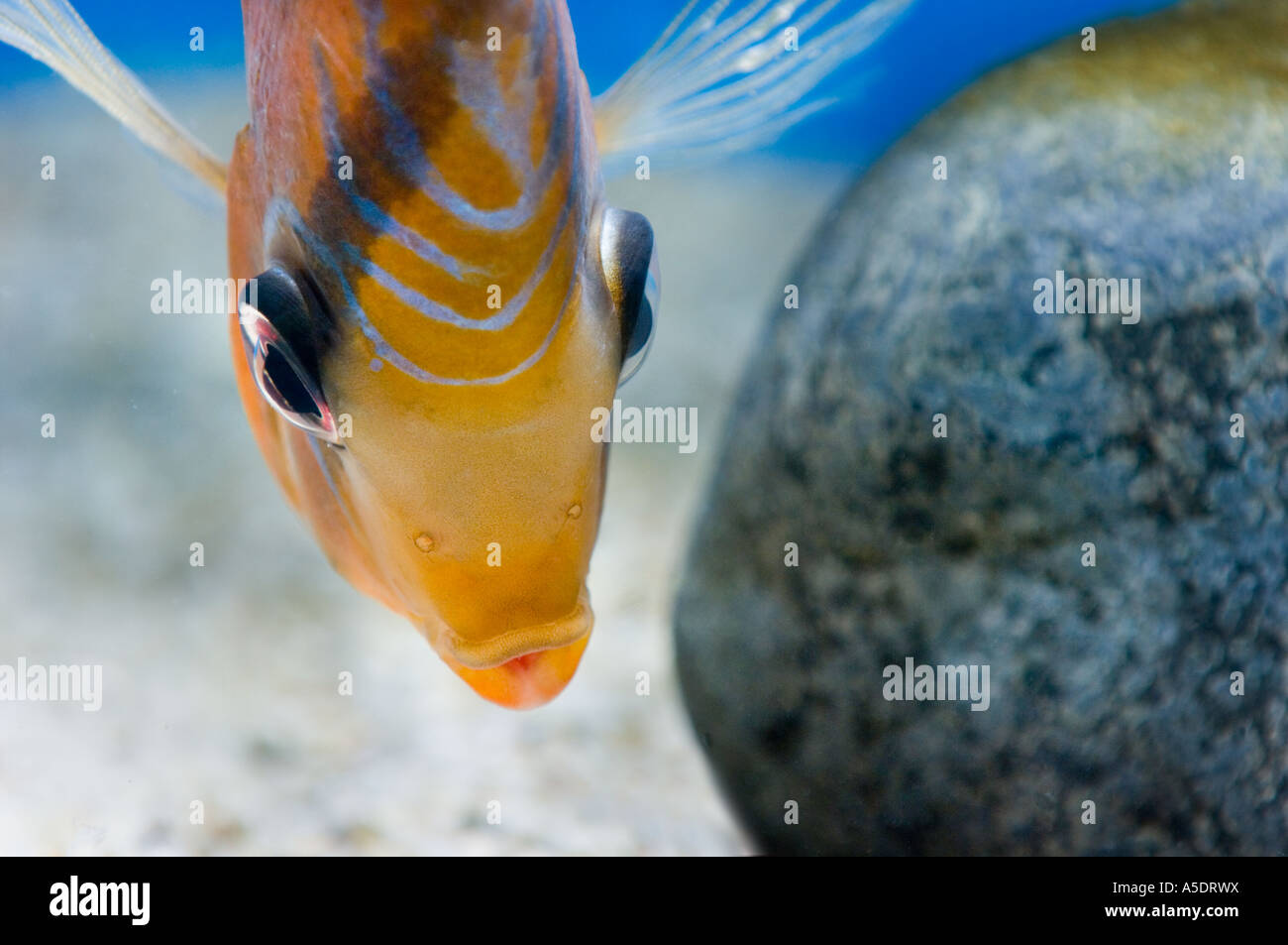 head mouth eye of male pompadour diskus red brown SANTAREM DISCUS fish ...