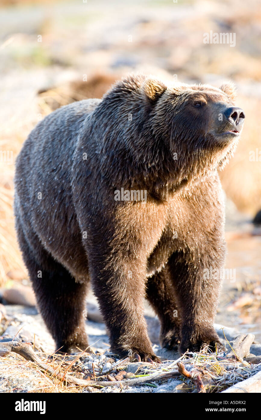 Frosted grizzly bear (ursus arctos horribilis) sniffs the wintry air ...
