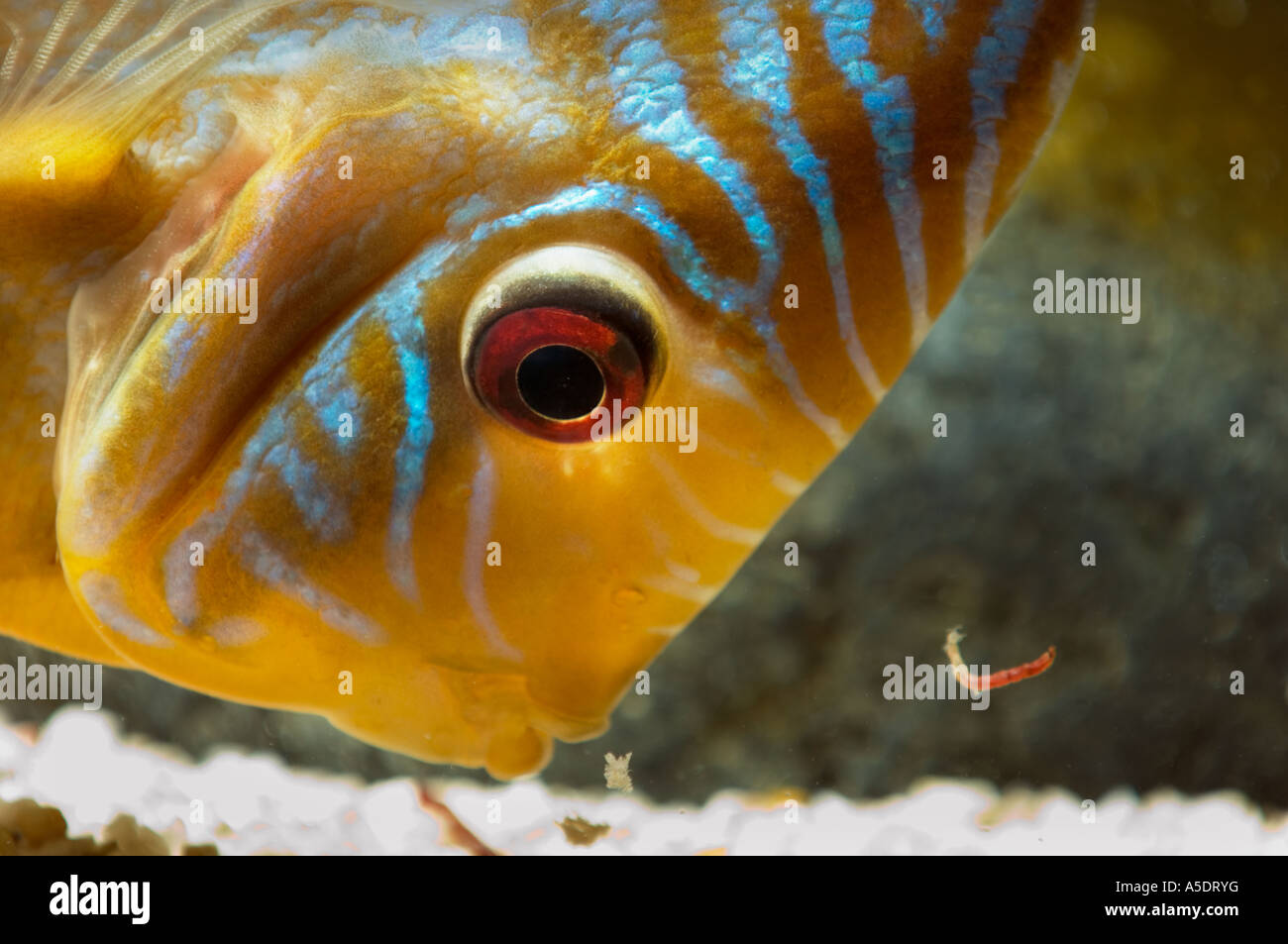 Brown discus symphysodon aequifasciata hi-res stock photography and ...