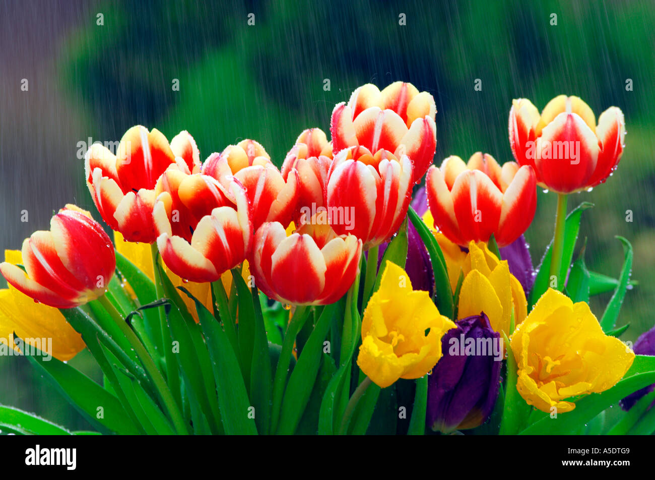 Rain falling on spring time flowers Stock Photo - Alamy