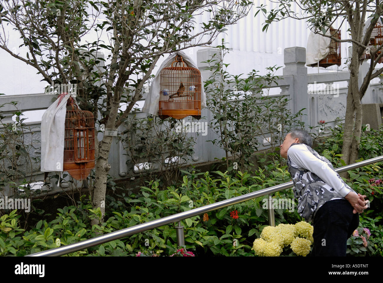 Chinese man with a bird cage hi-res stock photography and images - Alamy