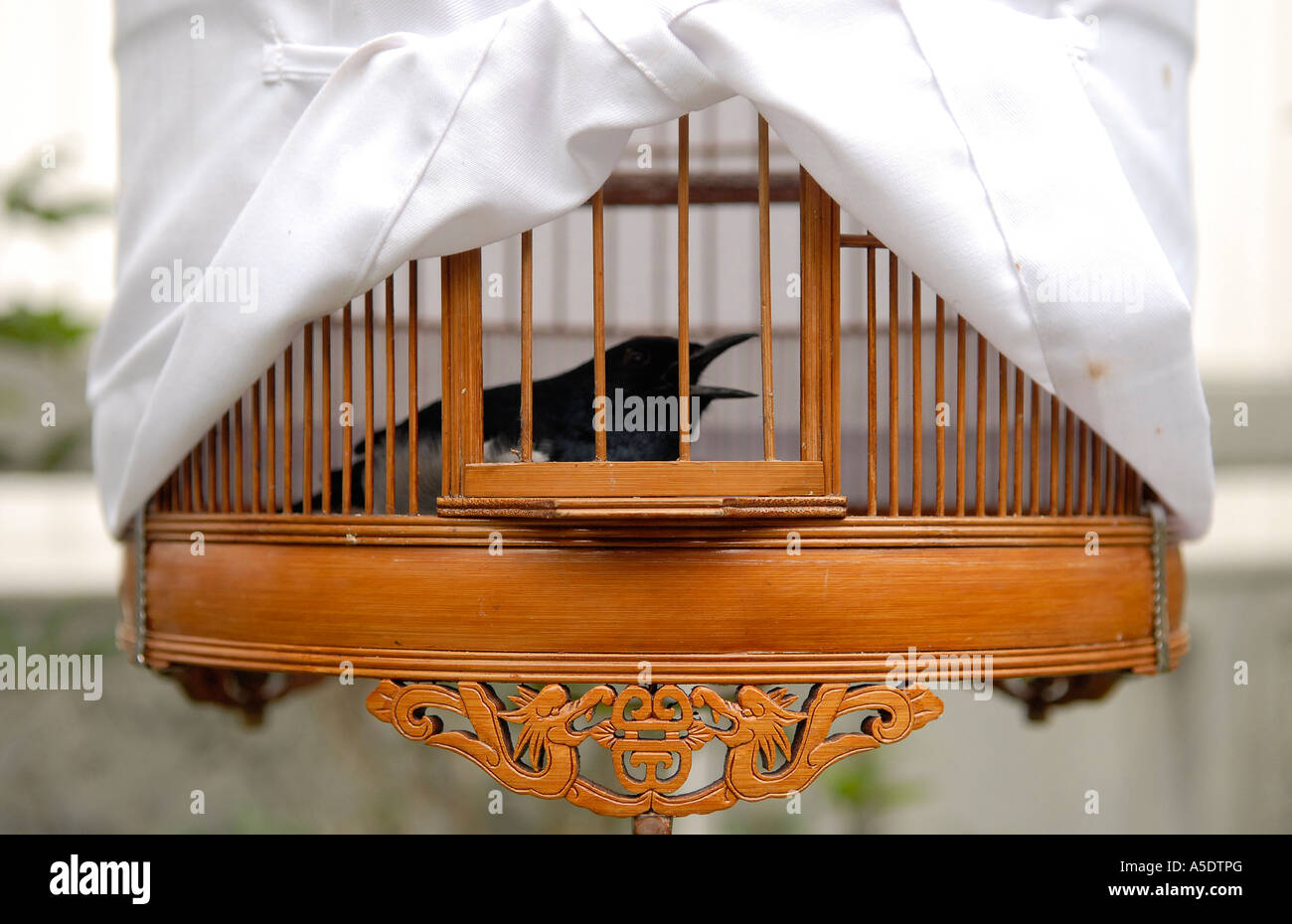 A lone songbird inside a cage in Yuen Po Street Bird Garden located in ...