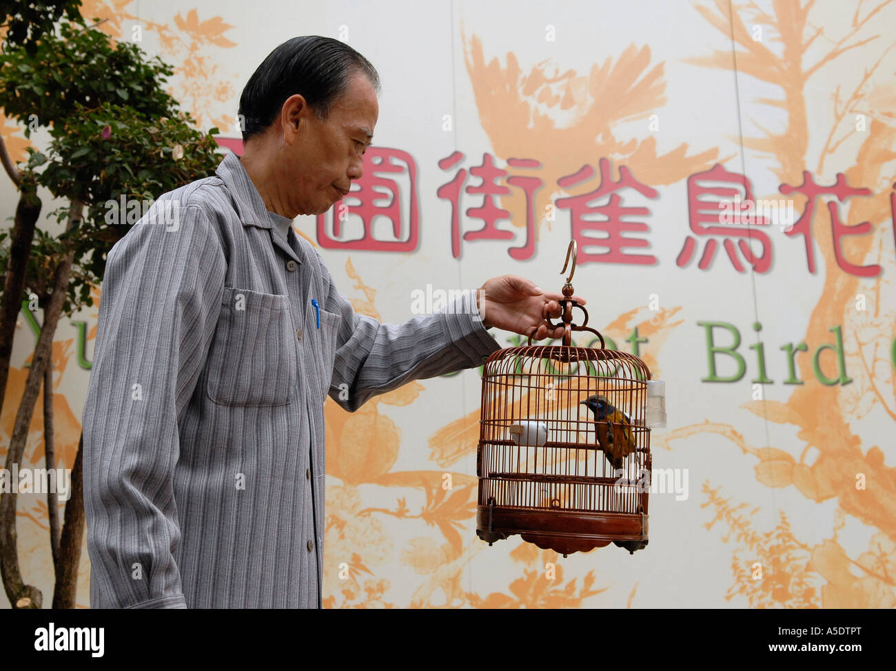 Chinese man with a bird cage hi-res stock photography and images - Alamy