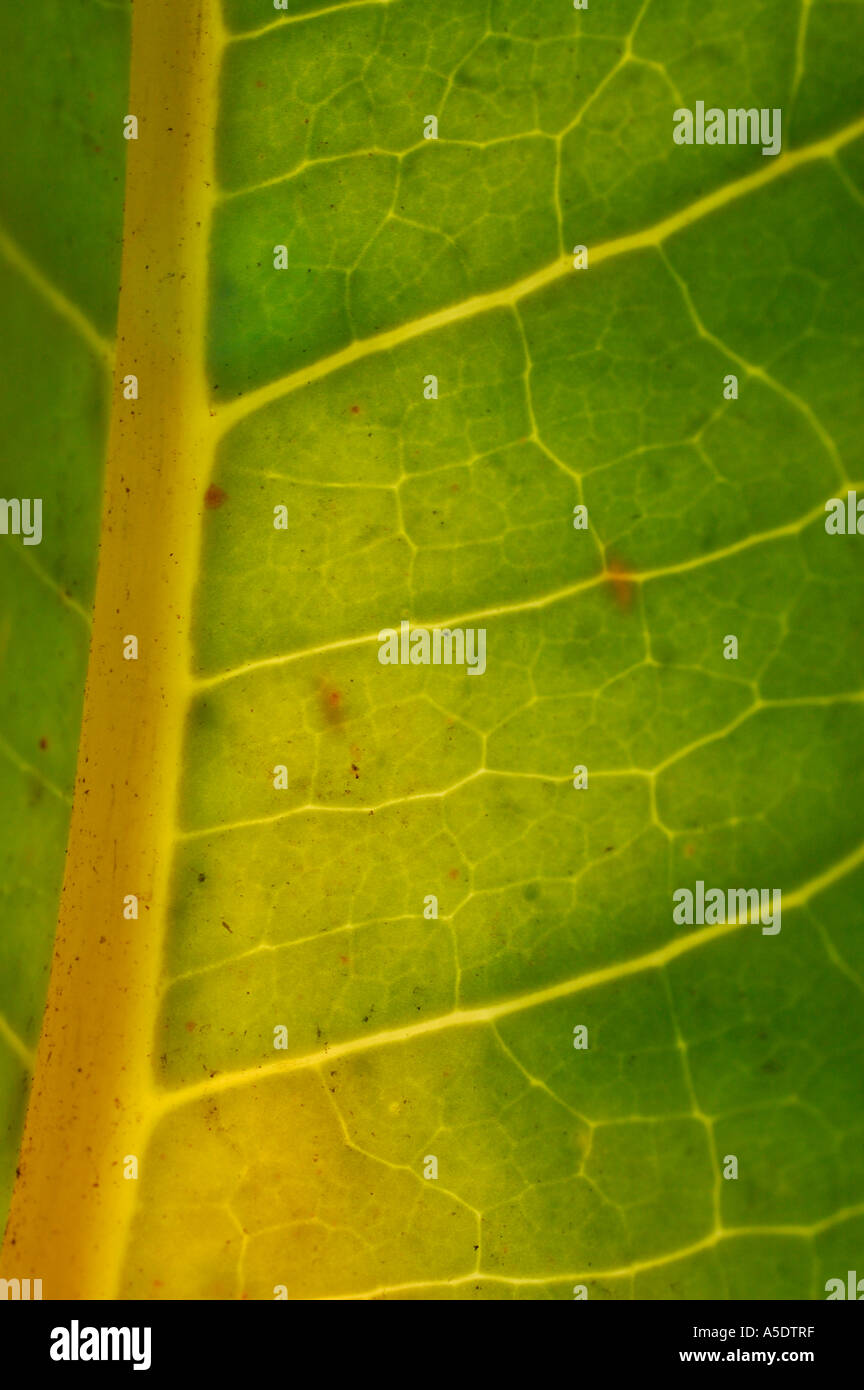 Close up of a leaf veins and vessels Stock Photo - Alamy