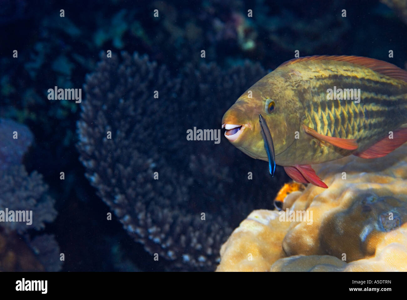 Rusty Parrotfish parrot fish SCARUS FERRUGINEUS corals Sharm El Sheikh ...
