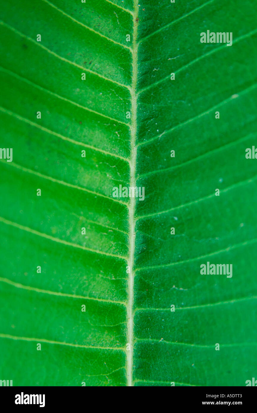Close up of a leaf veins and vessels back lit Stock Photo - Alamy