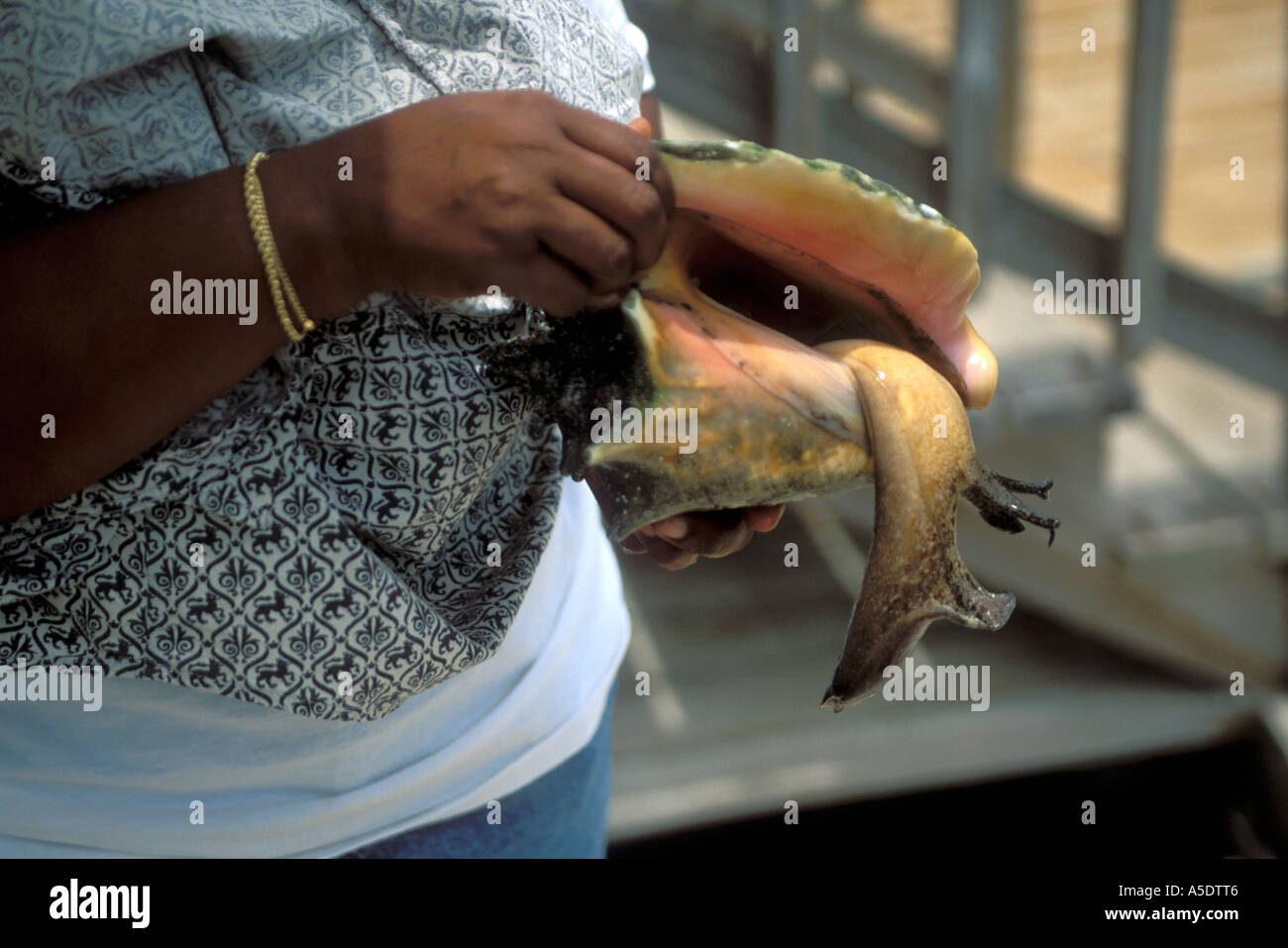Caribbean Queen Conch (Lobatus gigas), Caicos Conch Farm ...