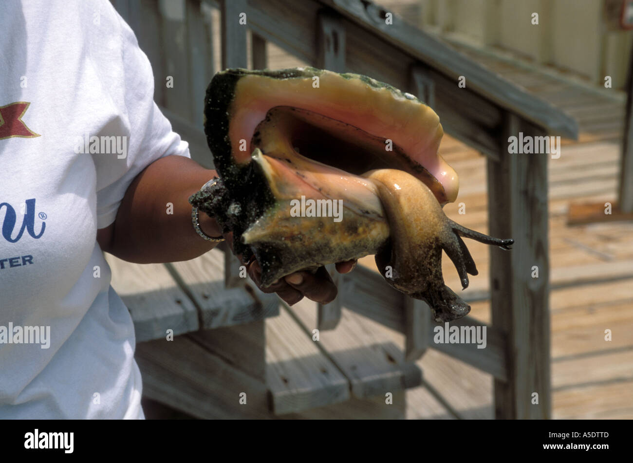 Caribbean Queen Conch (Lobatus gigas), Caicos Conch Farm ...