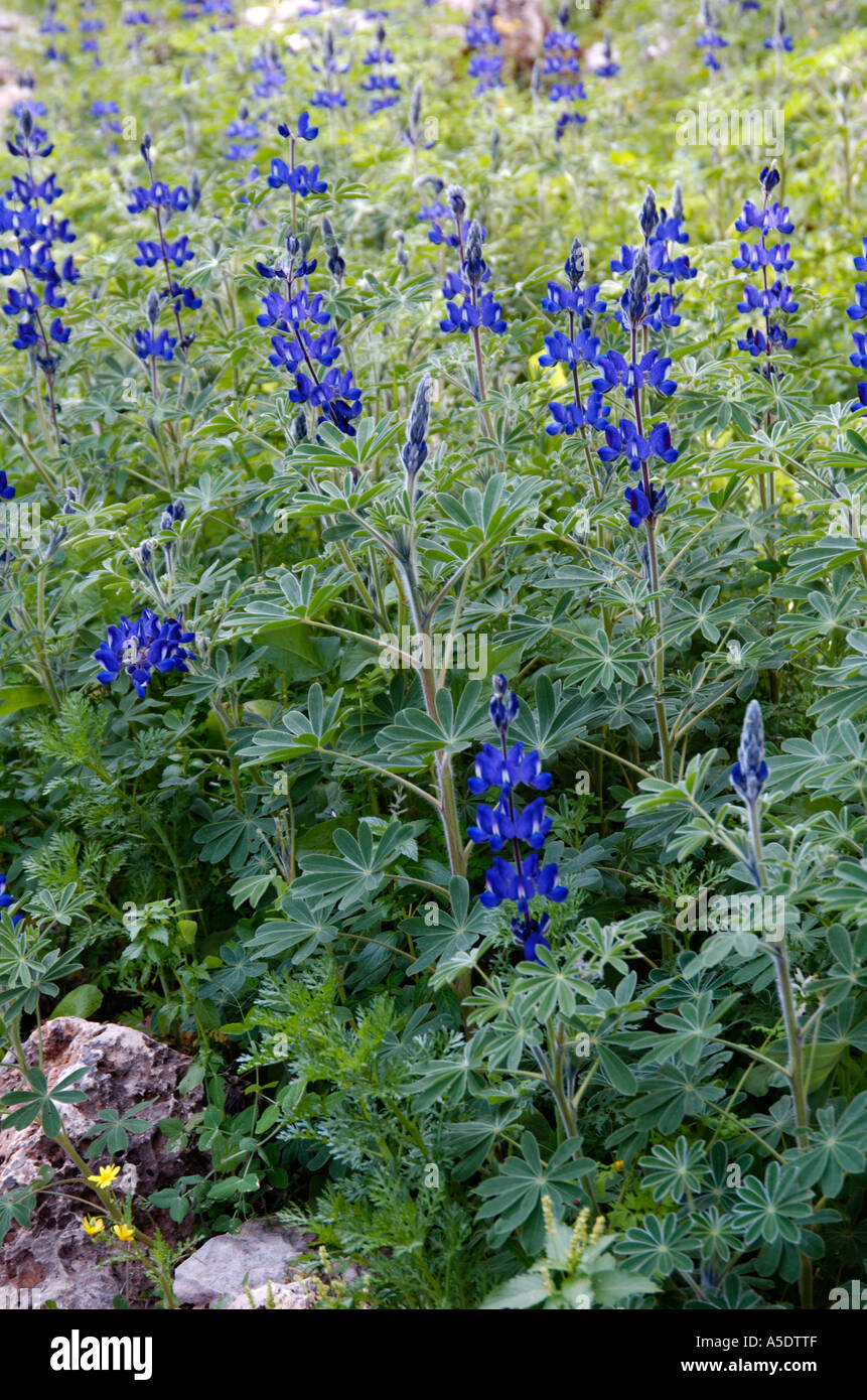Blue lupin Lupinus pilosus L Origin southern Europe Middle East Stock ...