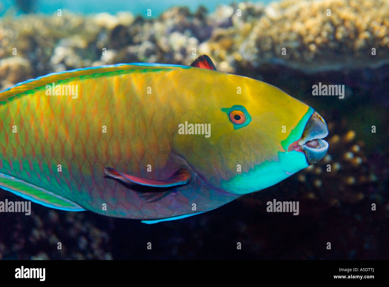 Rusty Parrotfish parrot fish SCARUS FERRUGINEUS corals Sharm El Sheikh ...