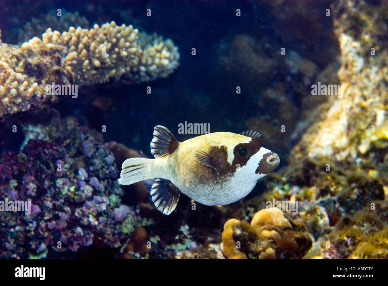Masked pufferfish hi-res stock photography and images - Alamy