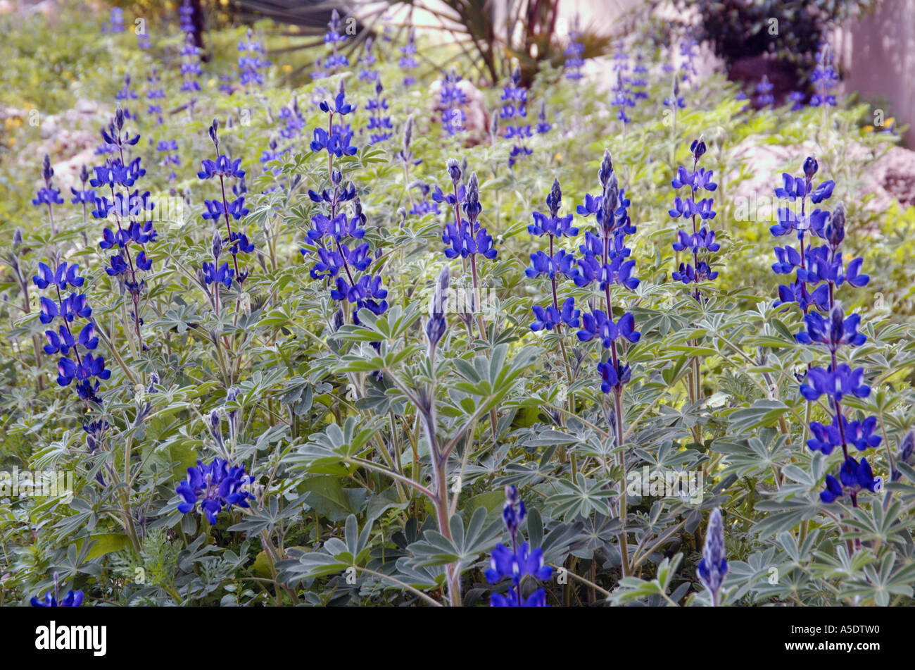 Blue lupin Lupinus pilosus L Origin southern Europe Middle East Stock ...