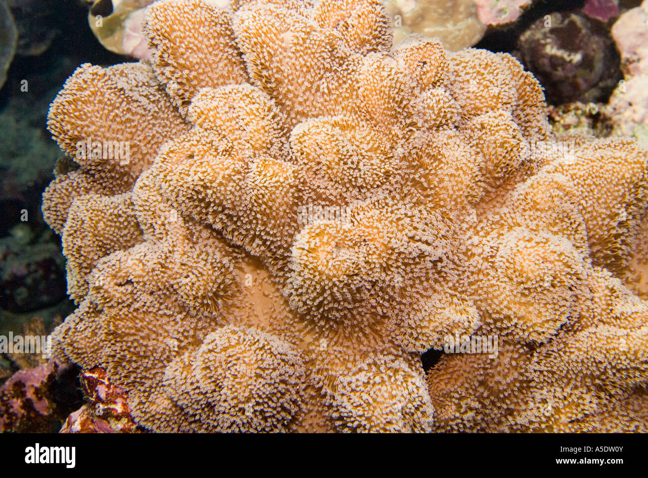 Leather Coral Identification